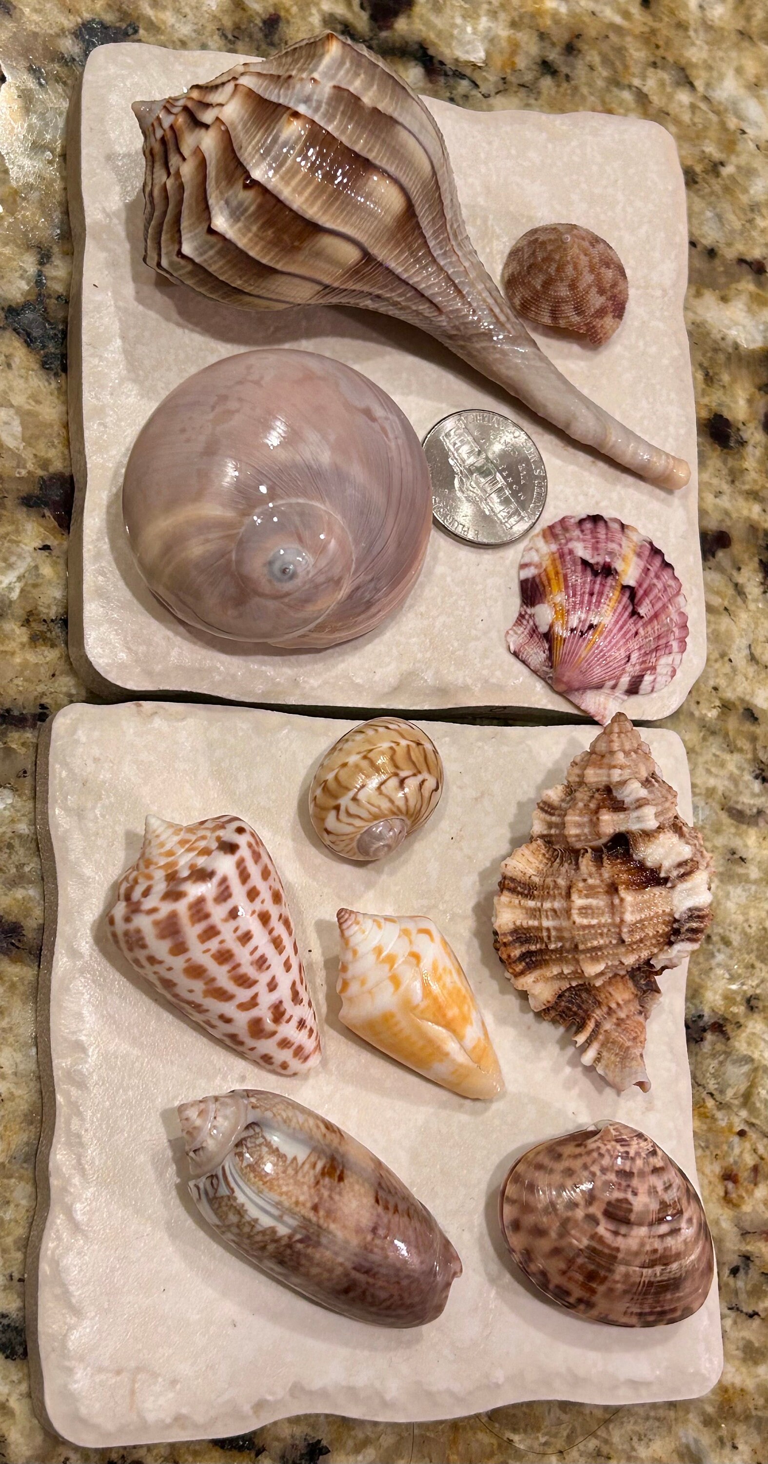 Great Value 10 Florida Seashells Mini Collection Alphabet Cone, Lace ...