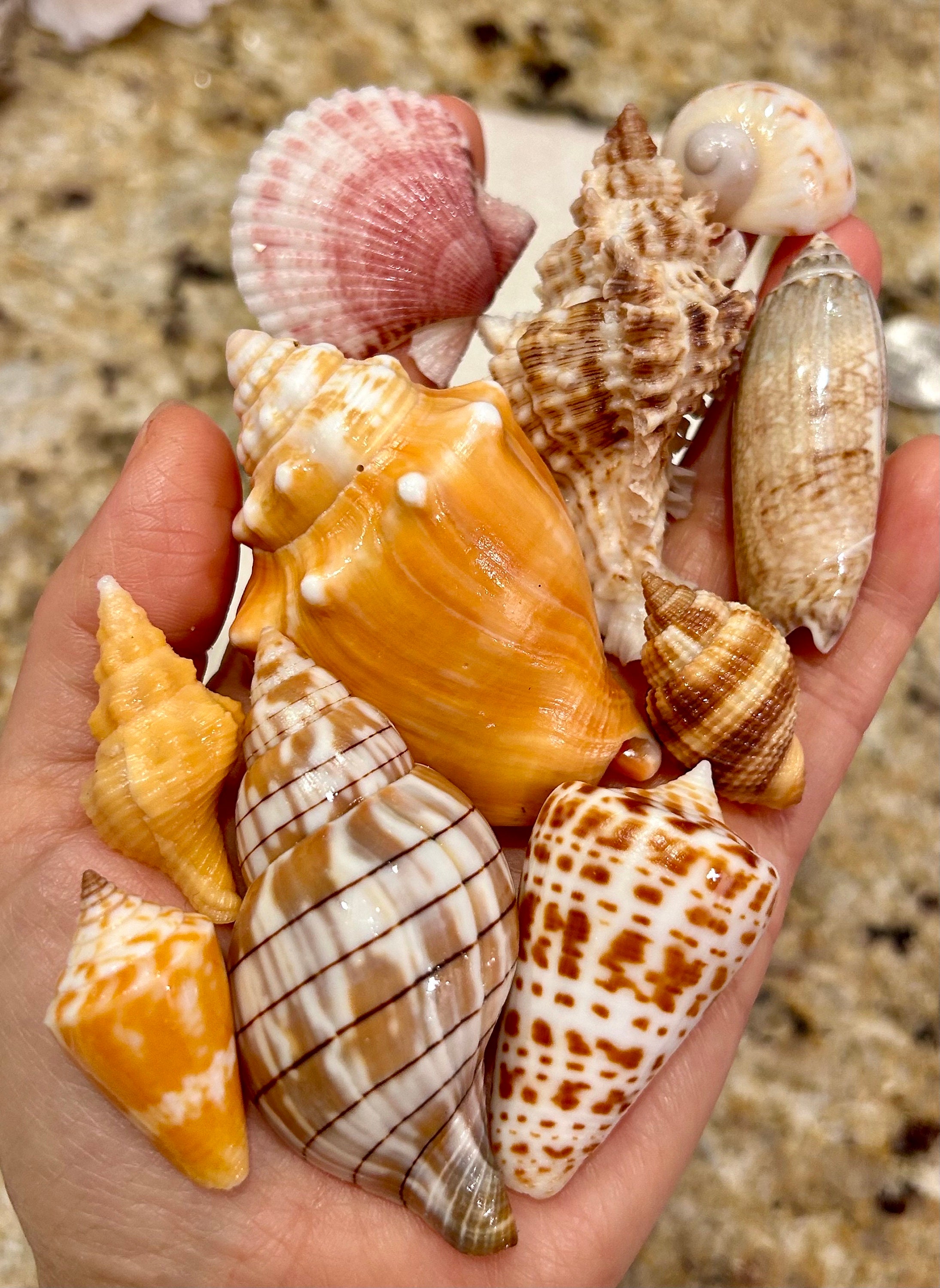 Great Value 10 Florida Seashells Mini Collection Alphabet Cone, Lace ...