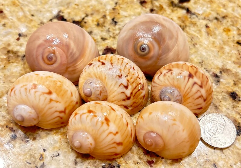 7 MOON SNAILS Large 33.5mm to 45mm in Length large Gaudy Natica, Sharks ...