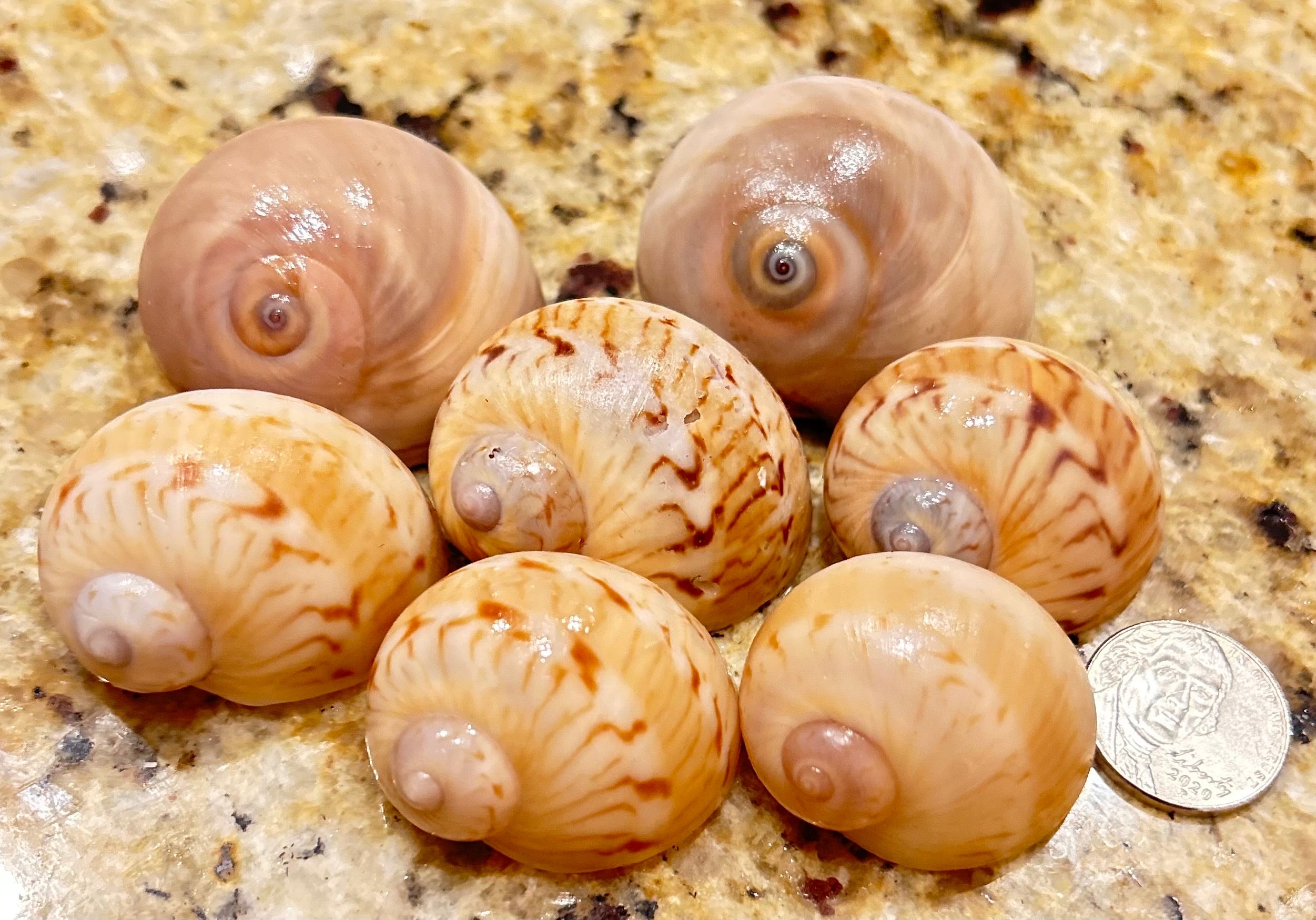 7 MOON SNAILS Large 33.5mm to 45mm in Length large Gaudy Natica, Sharks ...