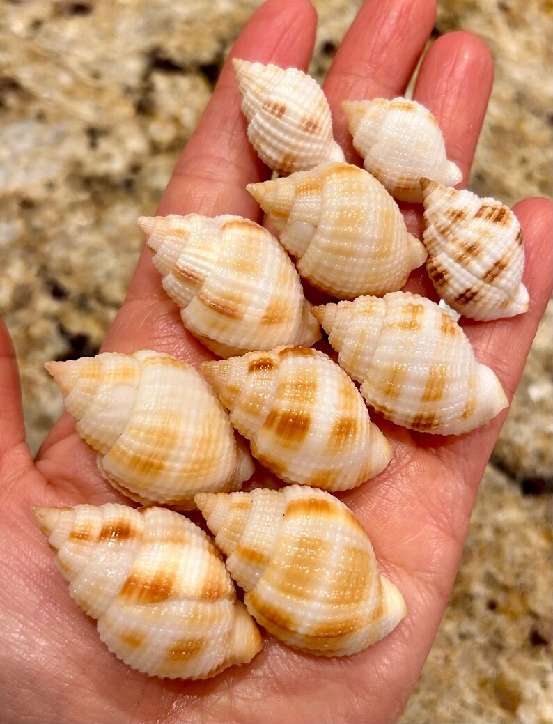 Set of 10 Gorgeous LIGHT NUTMEGS Florida Seashells Handpicked on 10K ...
