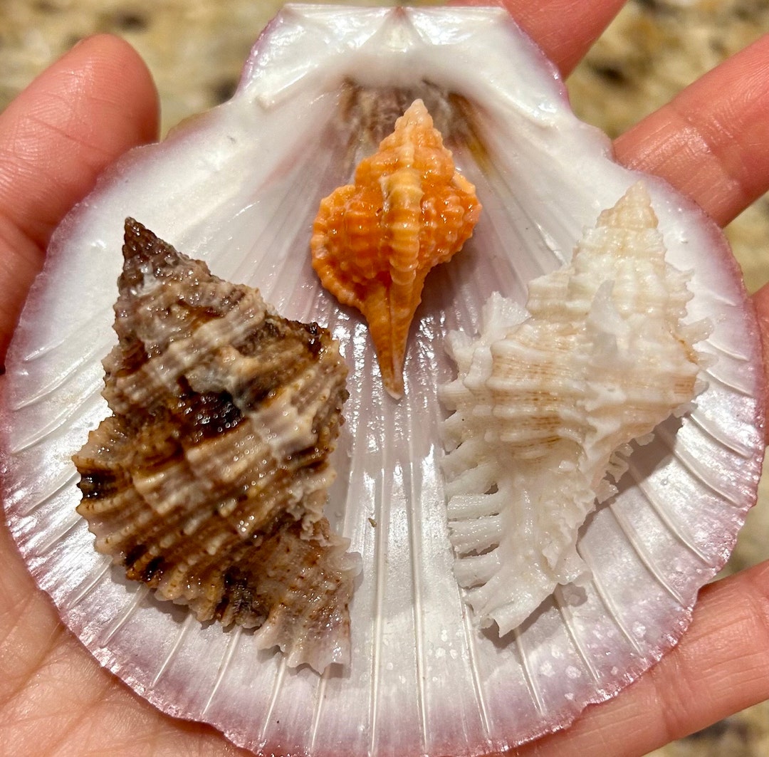 Murex Trio Rare ROSE Murex 29mm, LACE Murex, APPLE Murex Florida ...