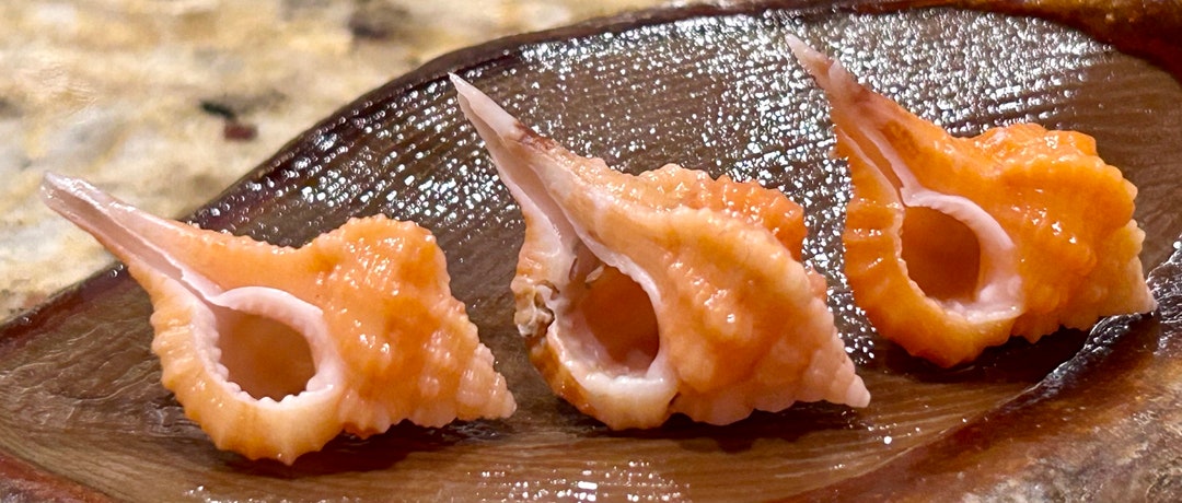 3 Rare* ROSE MUREXES 25mm, 26.1mm, 26.5mm Florida Seashells Collected ...