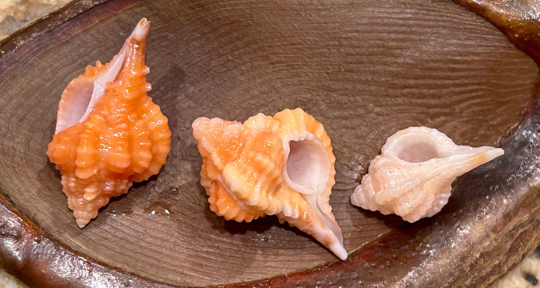 3 Rare* Multicolored Peach/ Orange/ Yellowed Orange ROSE MUREXES 19mm ...