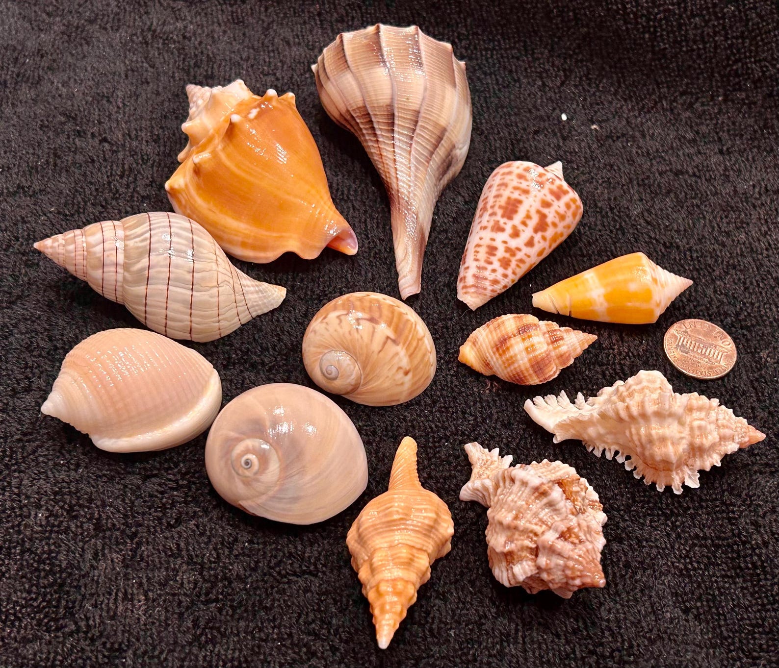 12 FLORIDA SEASHELLS Flagship/ Gastropods Set/ Collection SHELL Gift ...