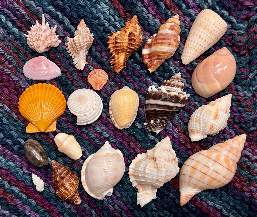 20 RARE* Taste of East Florida Seashells “must Have” Set Florida ...