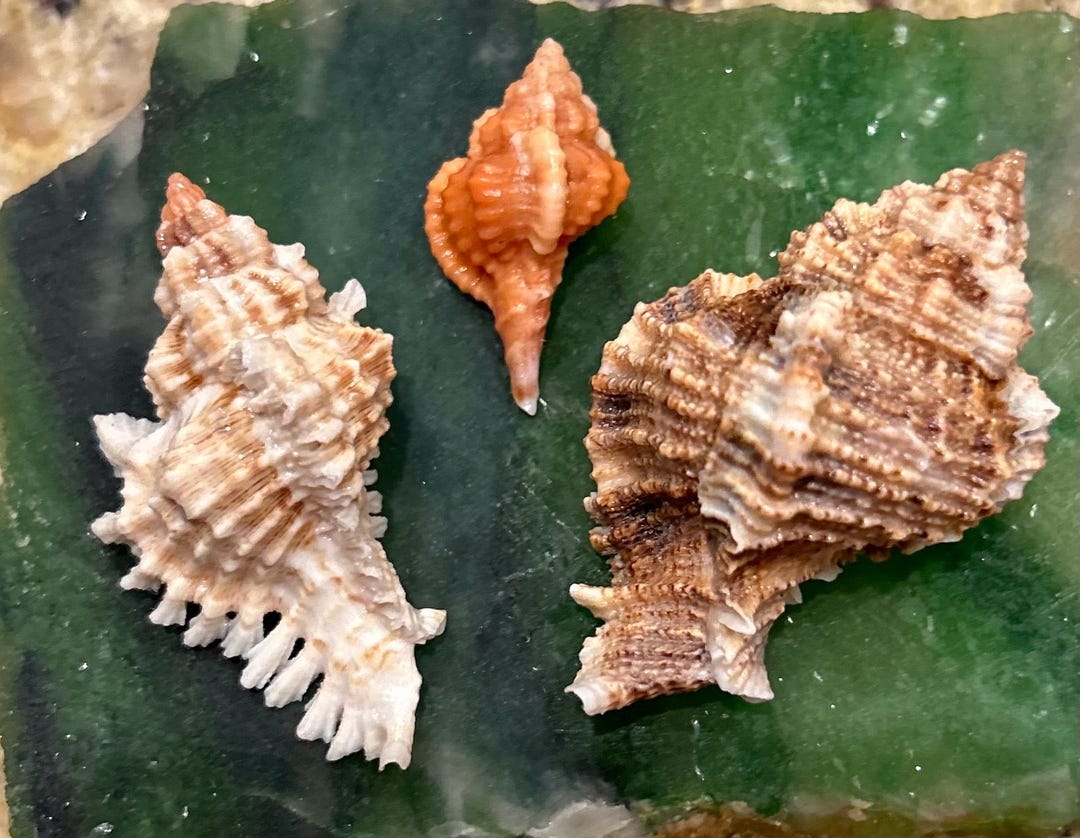 Murex Trio- Rare * ROSE Murex 31.5mm, LACE Murex 50mm, APPLE Murex 54mm ...