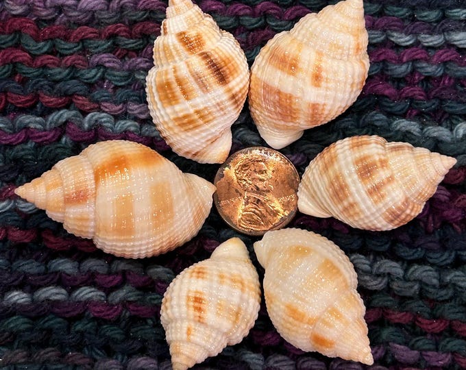8 FLORIDA CONES 1 Whopper 46mm Florida Seashells Collectible Collected ...