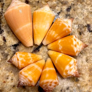 8 FLORIDA CONES 1 Whopper 46mm Florida Seashells Collectible Collected ...