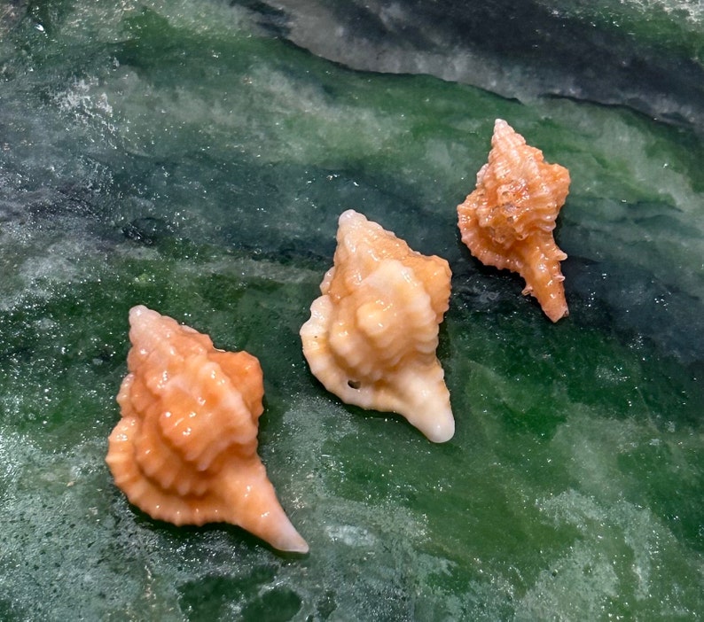3 Rare ROSE MUREXES 15mm, 18mm, 21mm Florida Seashells Collected on ...