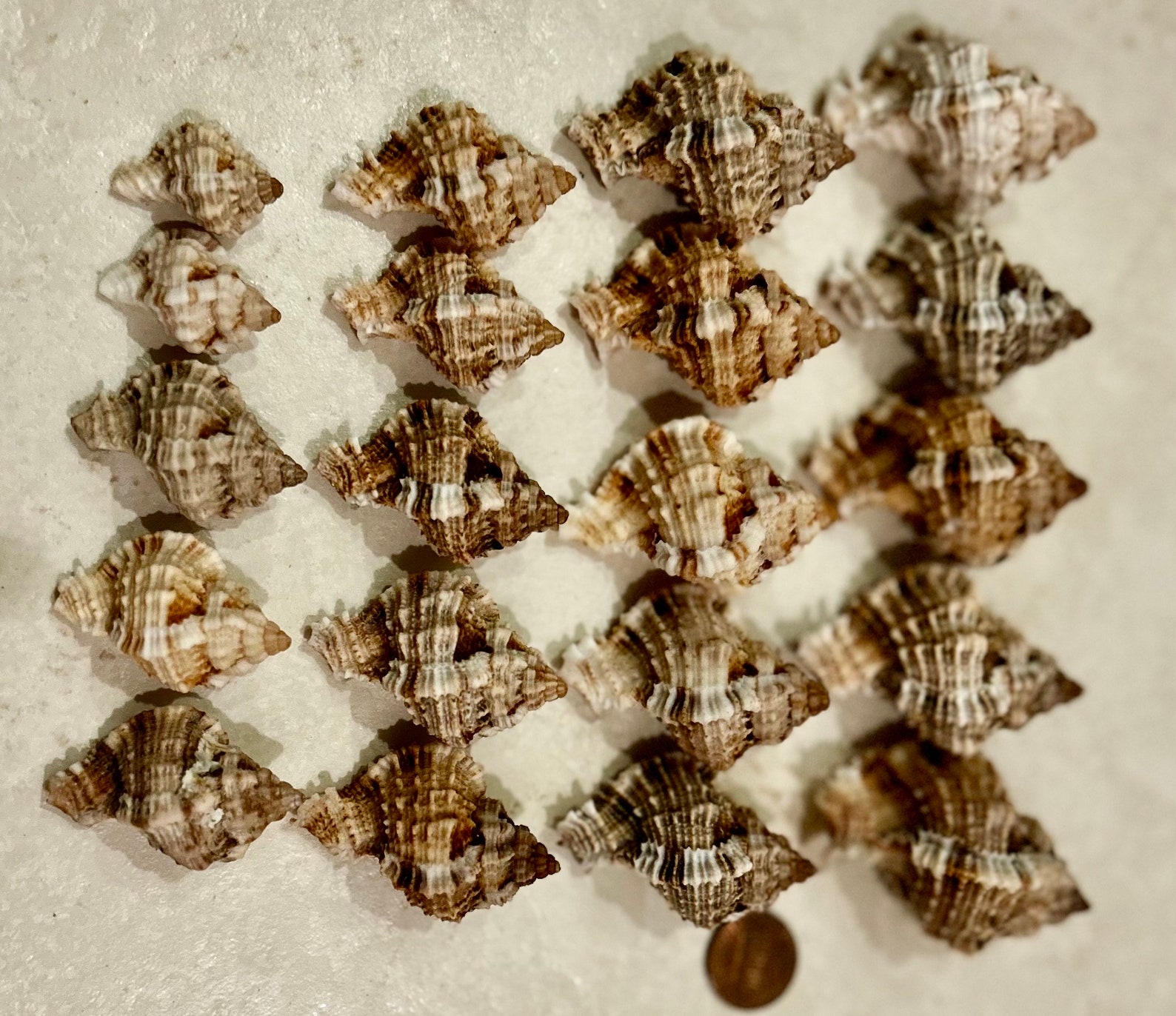 Set of 20 APPLE MUREX Florida Seashells 26-56mm Great for Shell ...