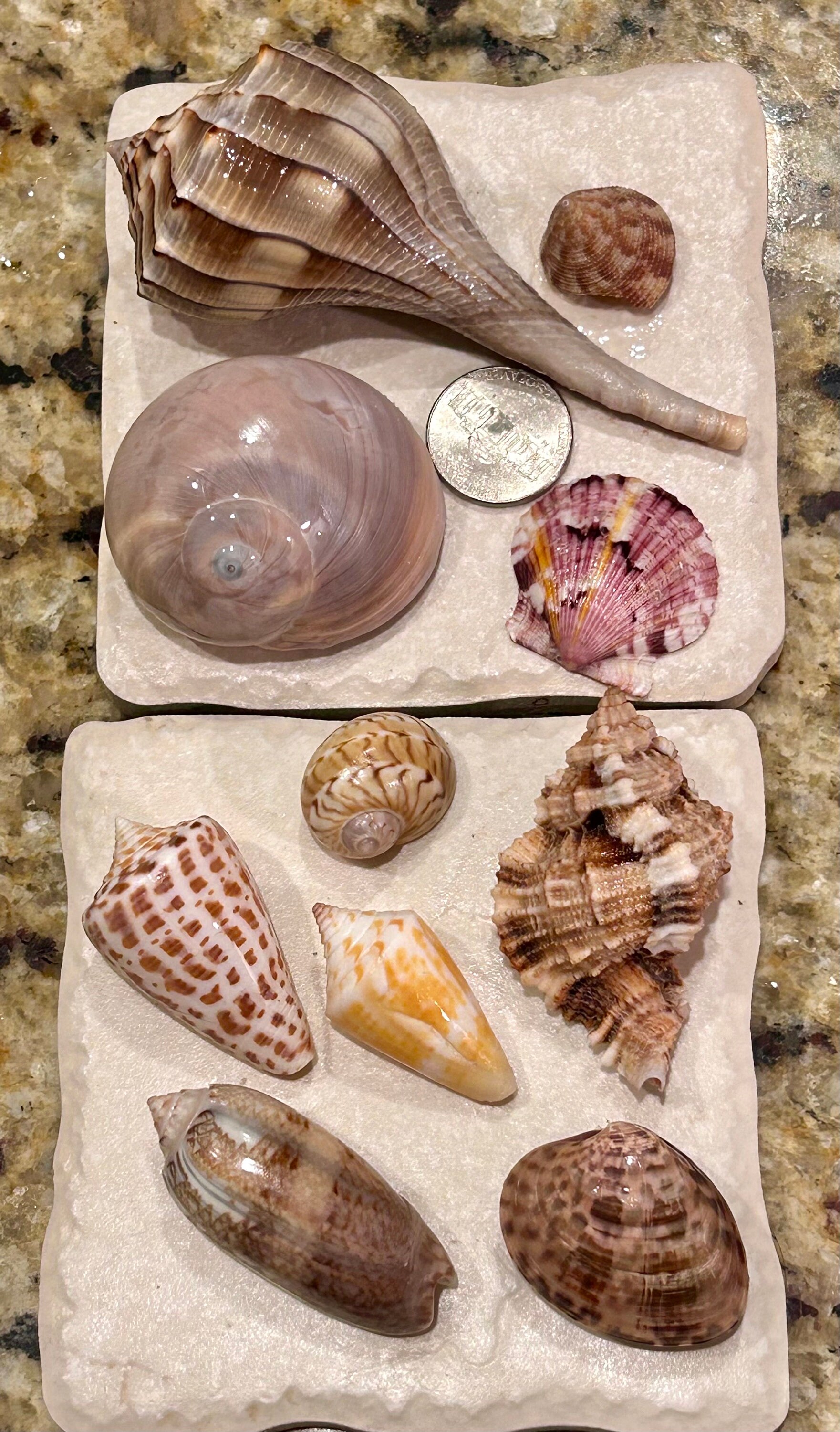 Great Value 10 Florida Seashells Mini Collection Alphabet Cone, Lace ...