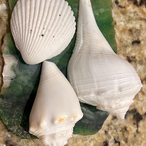 RARE* ALBINO/ ALBINISM Juvenile Florida Fighting Conch, Lightning Whelk ...