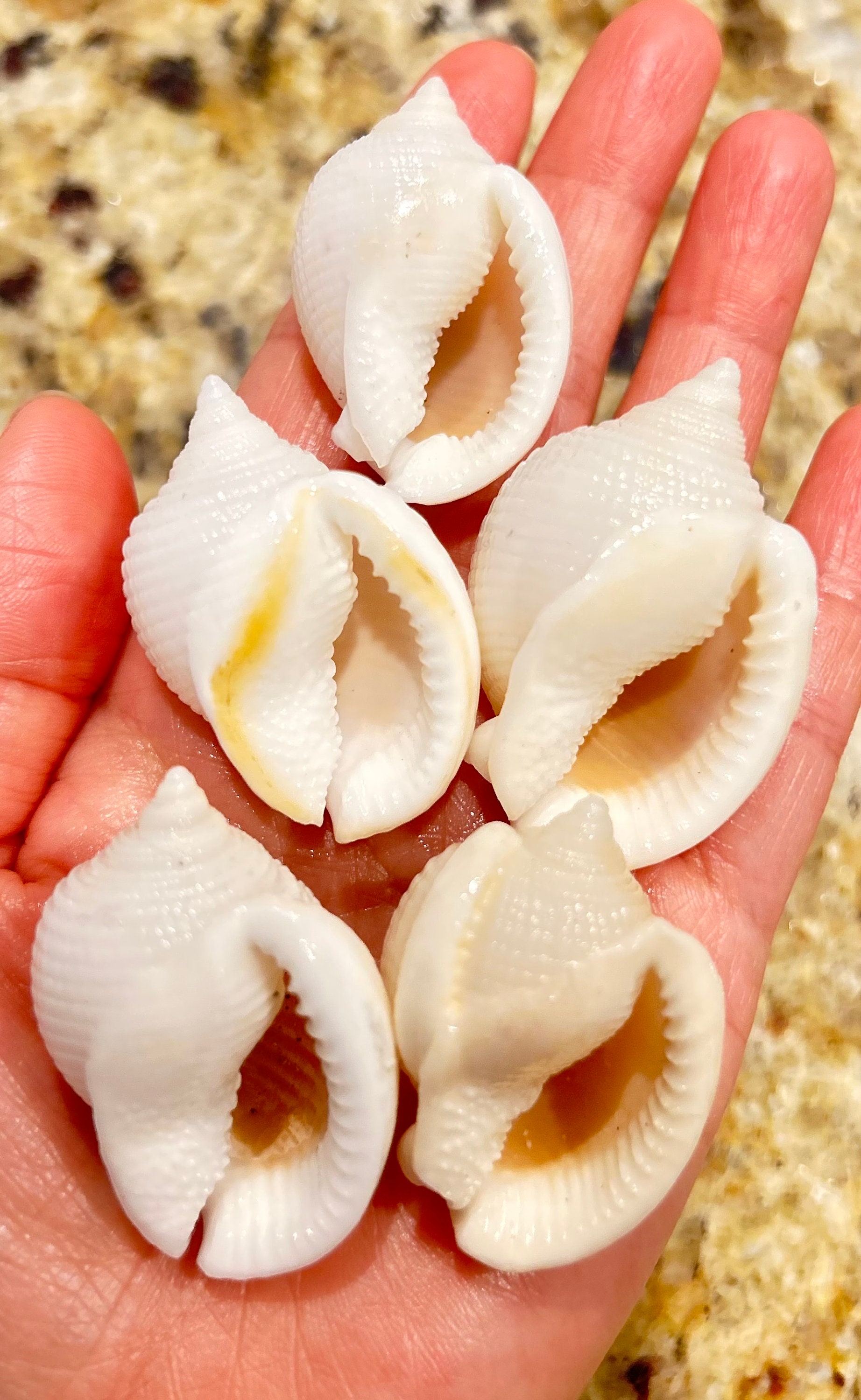 5 Gorgeous SCOTCH BONNET Florida Seashells East Coast #39 - Etsy