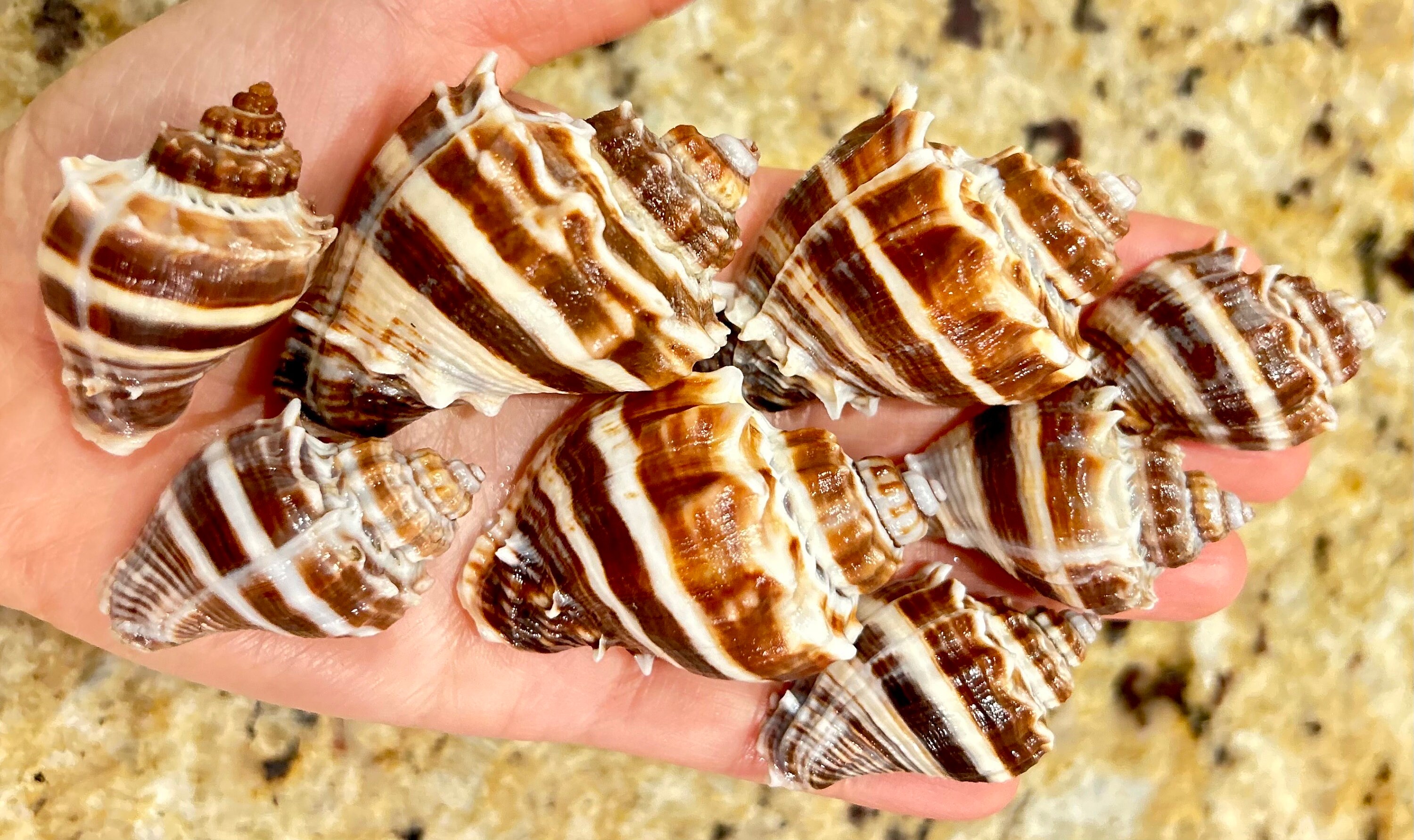 8 Dark KING CROWN CONCHS Florida Seashells Collected on East Coast 106 ...