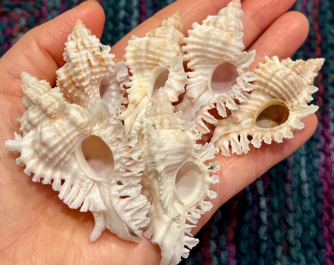 3 RARE** ROSE MUREX Tri-color Ultra Rare Mottled/ Orange/ Peach in ...