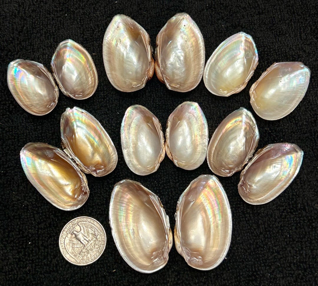 Rare* 7 Pairs Fresh Water Clams 42-51 Mm With Shiny Pearl Interior ...