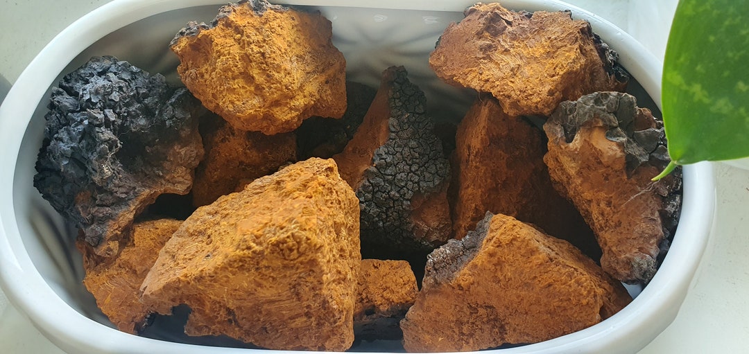 Organic Chaga Mushroom Chunks (inonotus Obliquus) 100% Natural ...