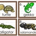 Reptiles Vocabulary Cards, Reptiles and Amphibians Printable, Literacy ...