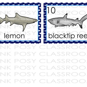 Shark Vocabulary Cards, Sharks Printable, Literacy Center, Writing ...