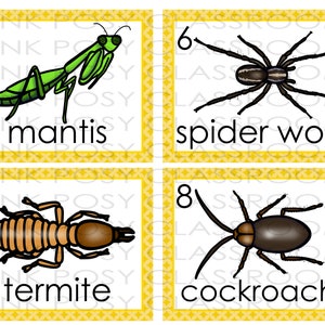 Insects Vocabulary Cards Insects Printable Literacy Center - Etsy