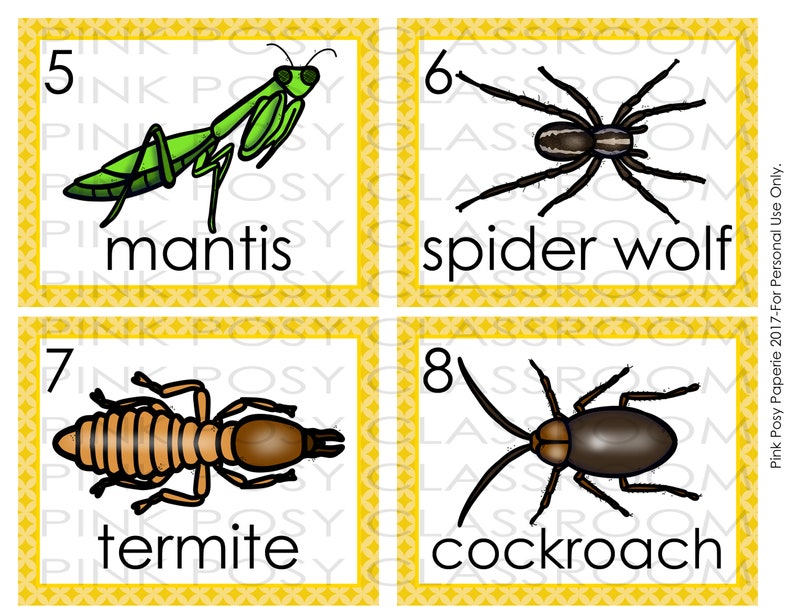 Insects Vocabulary Cards Insects Printable Literacy Center - Etsy