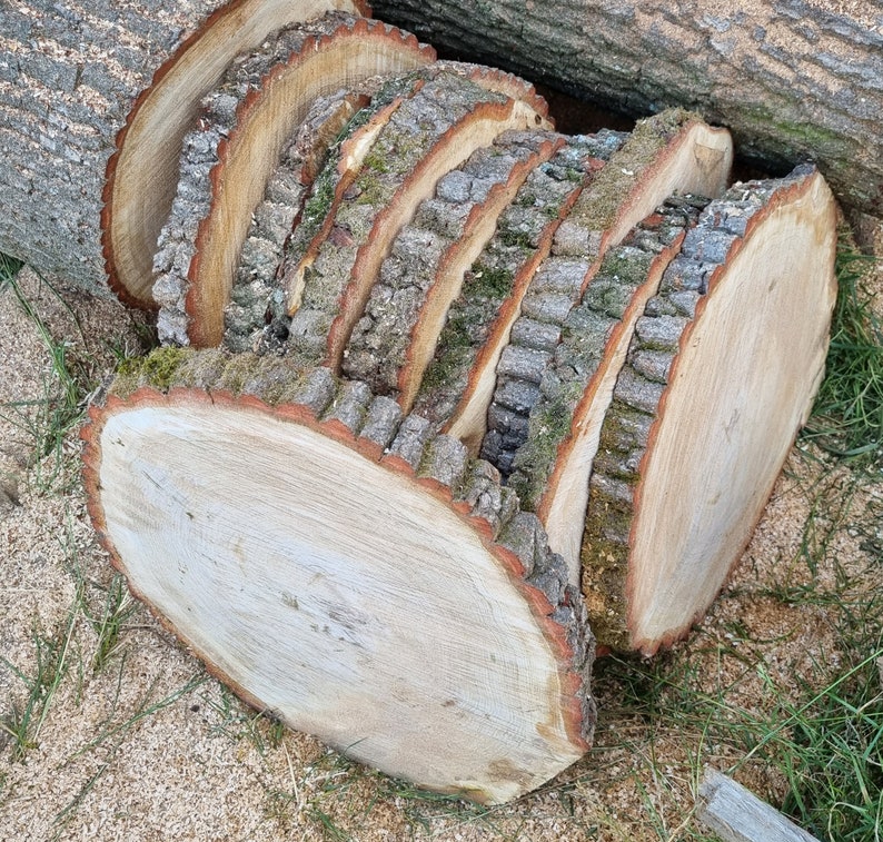 Oak Tree Slice 40-45 Cm Wooden Slice Decoration Table - Etsy Canada