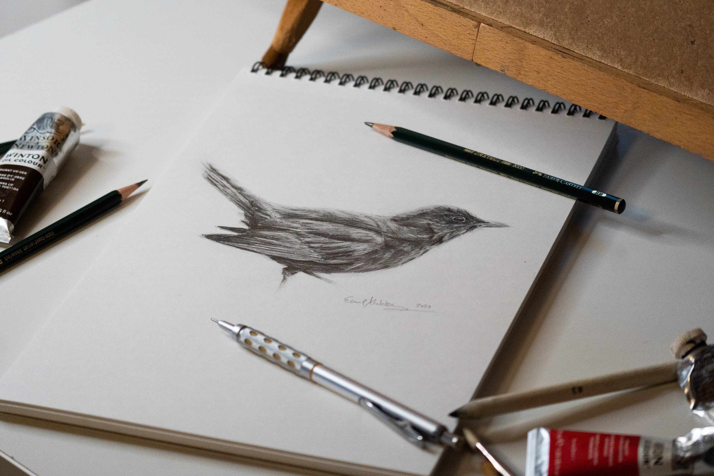 Common Blackbird Original Bird Graphite Pencil Drawing A4 - Etsy