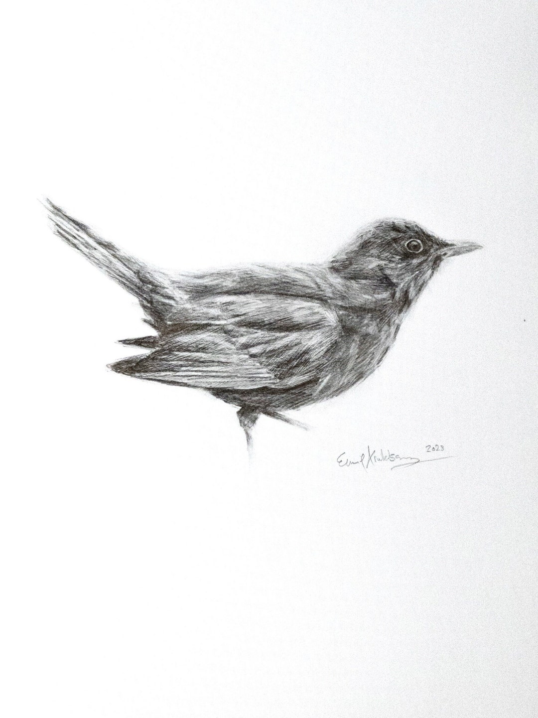 Common Blackbird Original Bird Graphite Pencil Drawing A4 - Etsy
