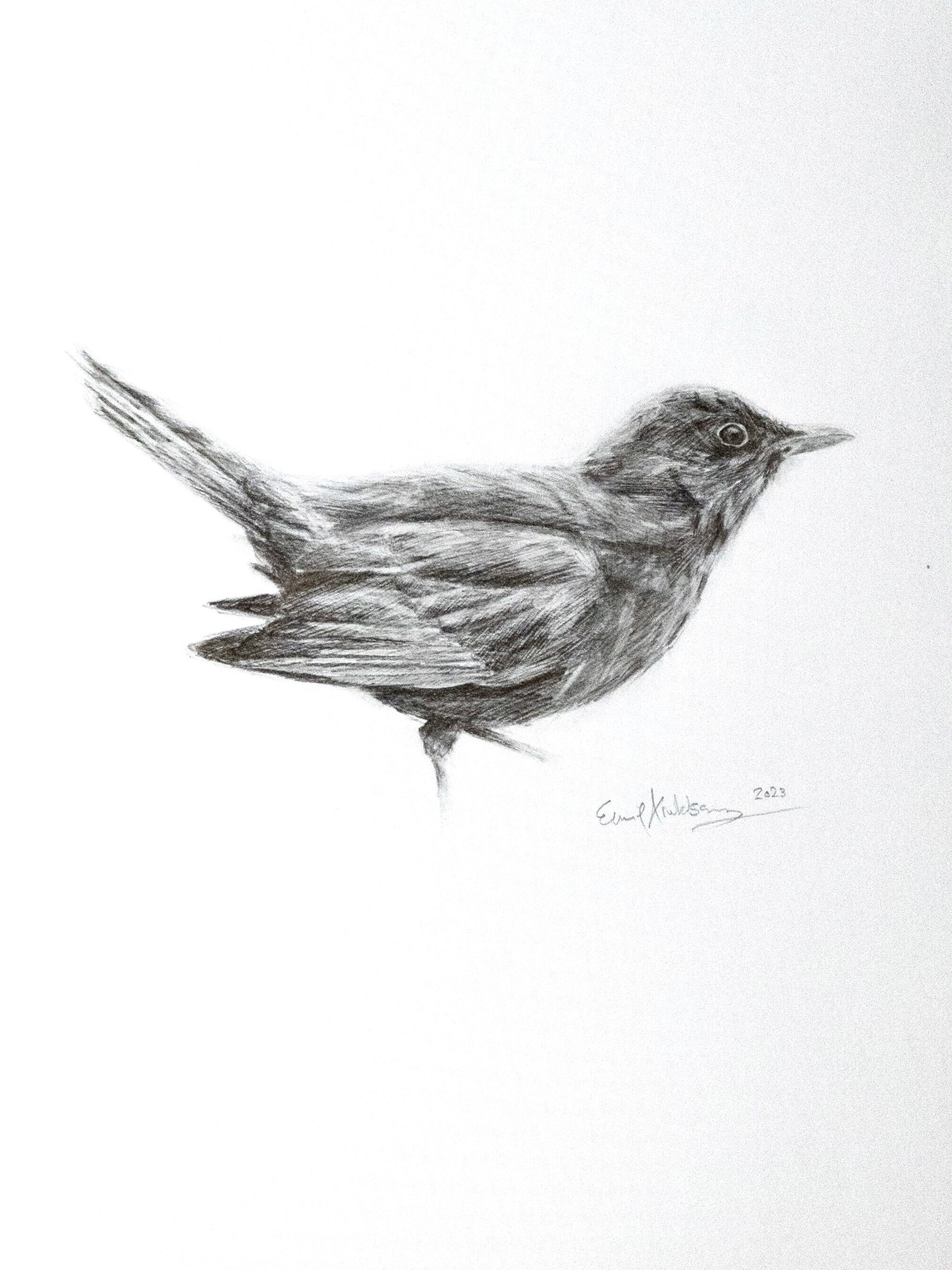 Common Blackbird Original Bird Graphite Pencil Drawing A4 - Etsy