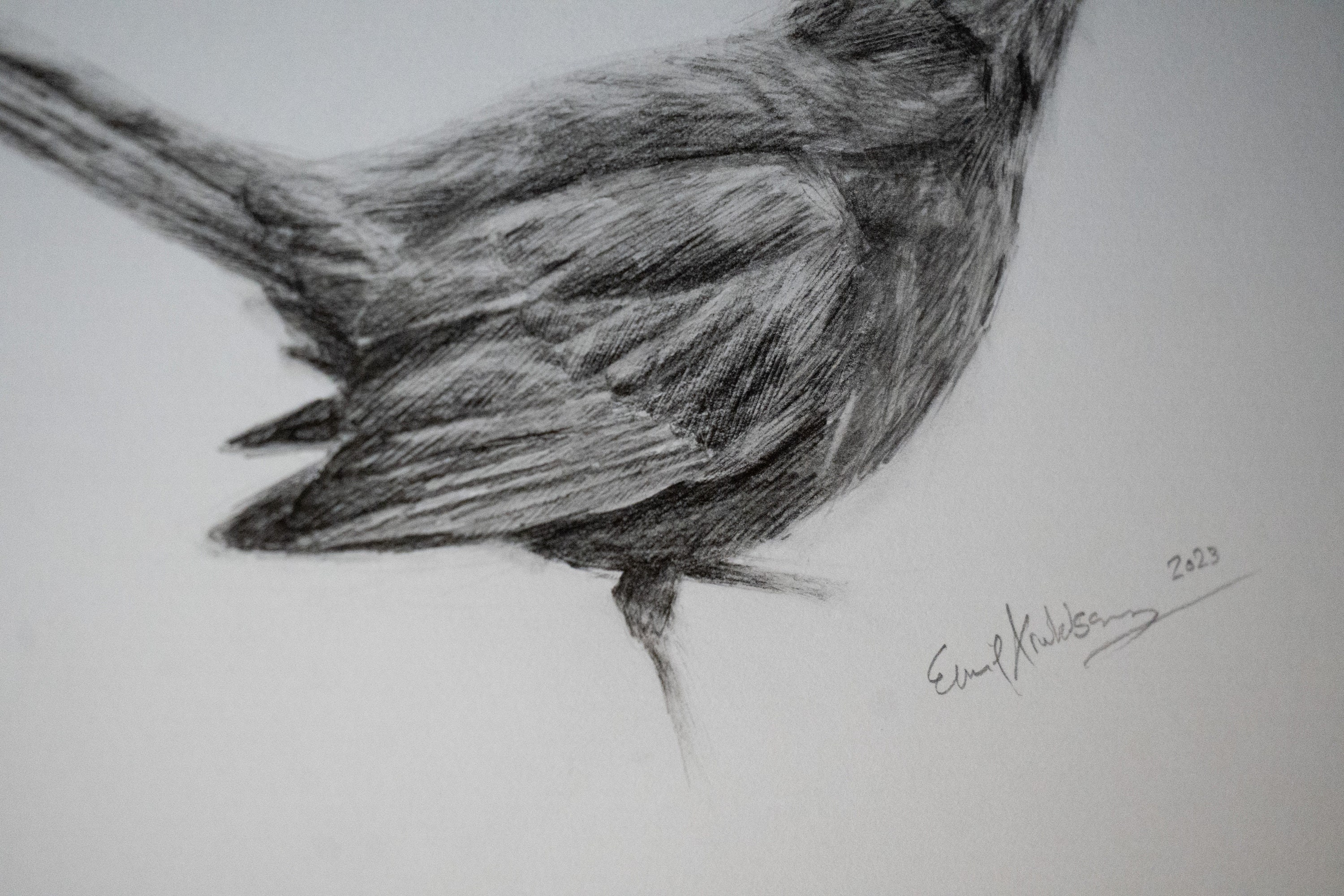 Common Blackbird Original Bird Graphite Pencil Drawing A4 - Etsy