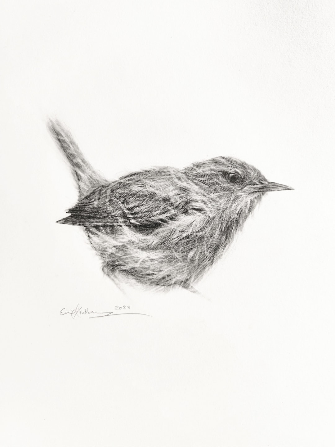 Eurasian Wren Original Bird Graphite Pencil Drawing A4 - Etsy
