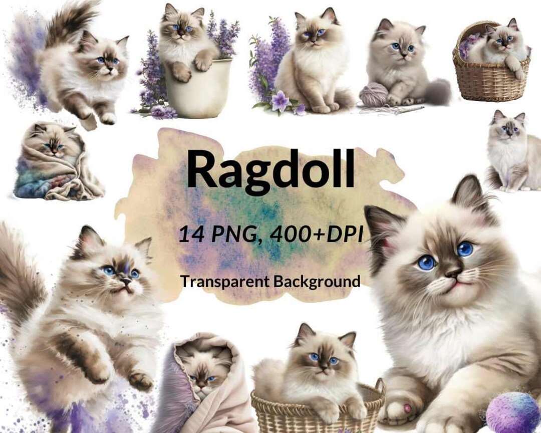 Set of 14 PNG Ragdoll Cat Watercolor Clip Art, Card Making, Clip Art ...