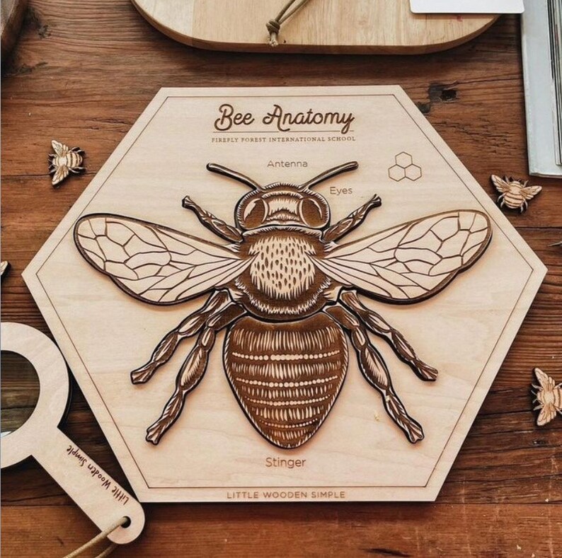 Bee Anatomy Wooden Puzzle by Little Wooden Simple Th - Etsy