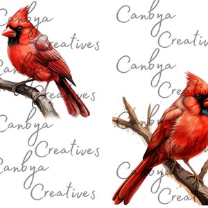 Watercolor Red Cardinal Bird Svg Png Clipart Bundle, Winter Printable ...