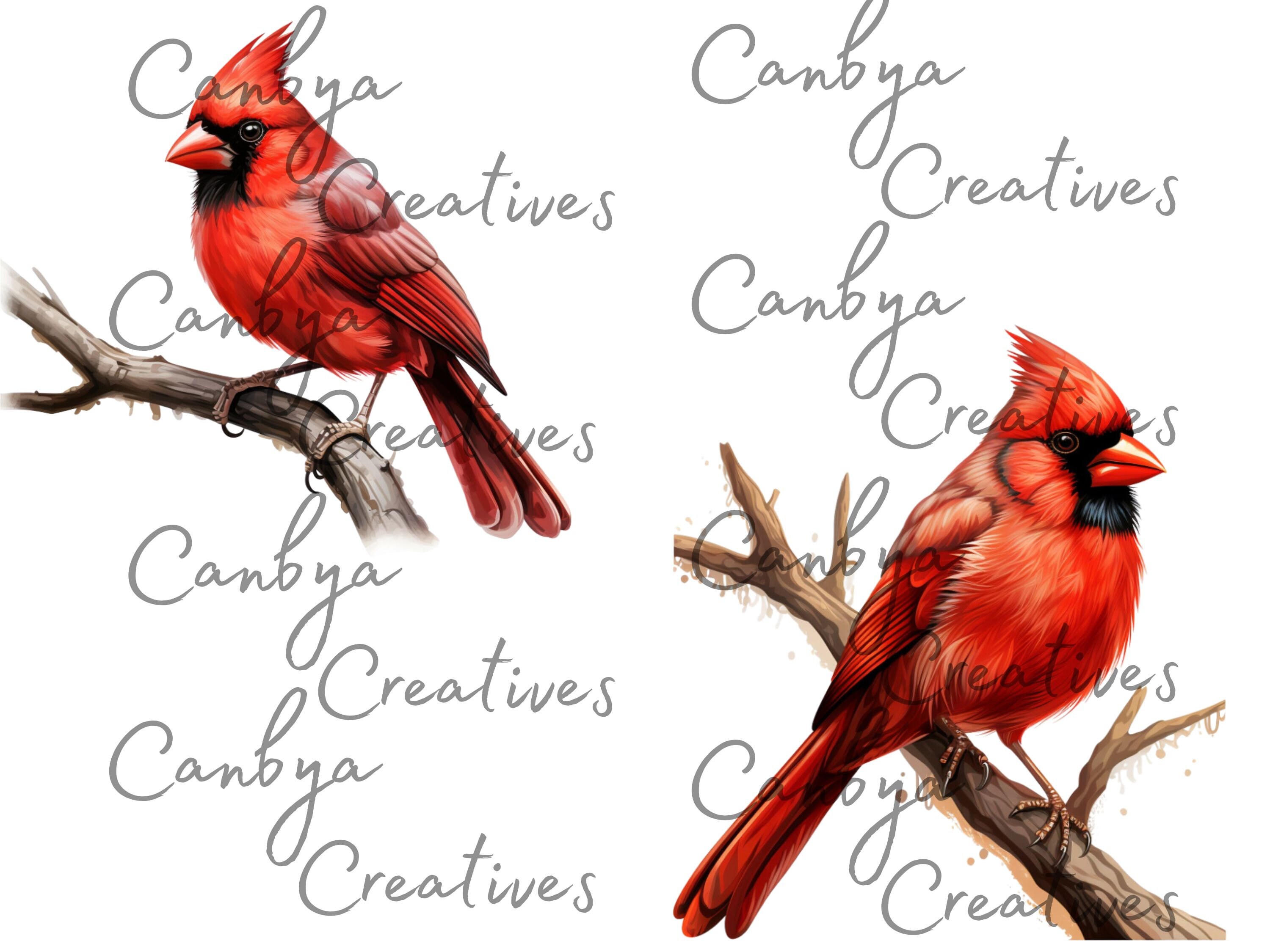 Watercolor Red Cardinal Bird Svg Png Clipart Bundle, Winter Printable ...