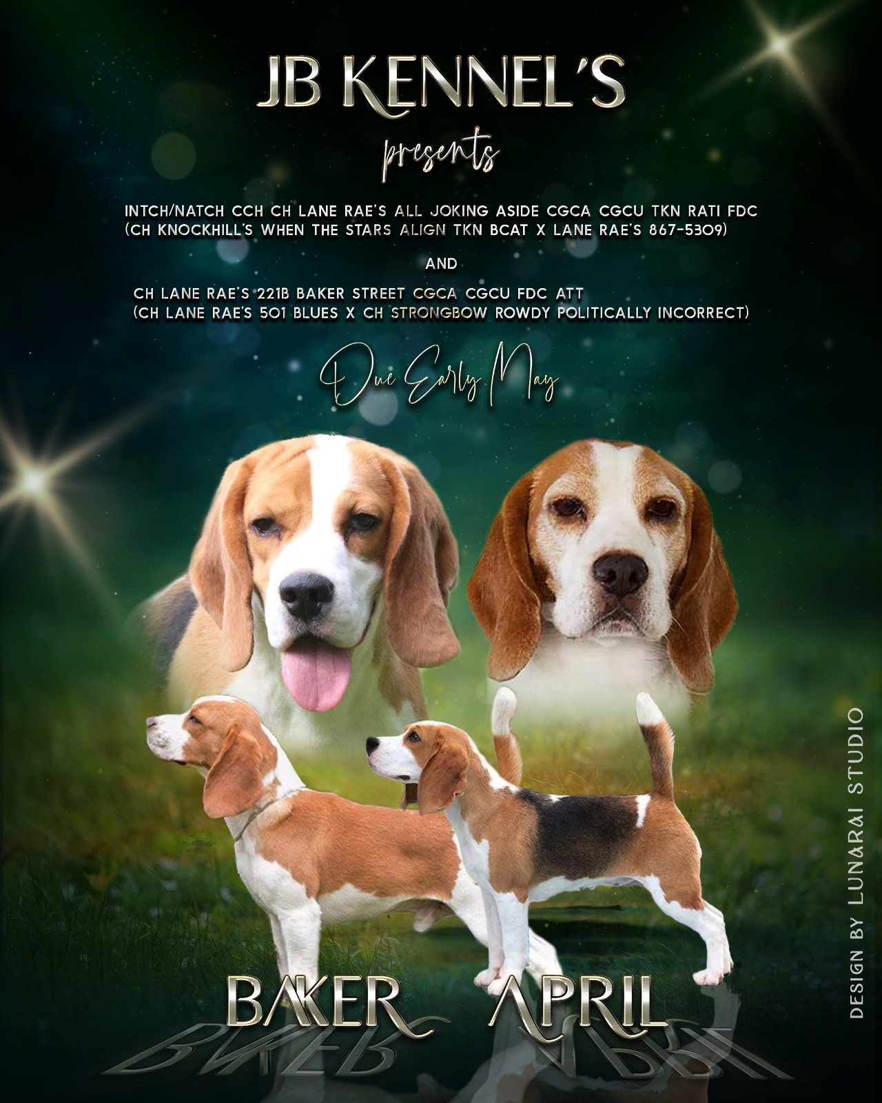 POSTERS for BREEDERS /studs Advertising/ Litter Announcements ...