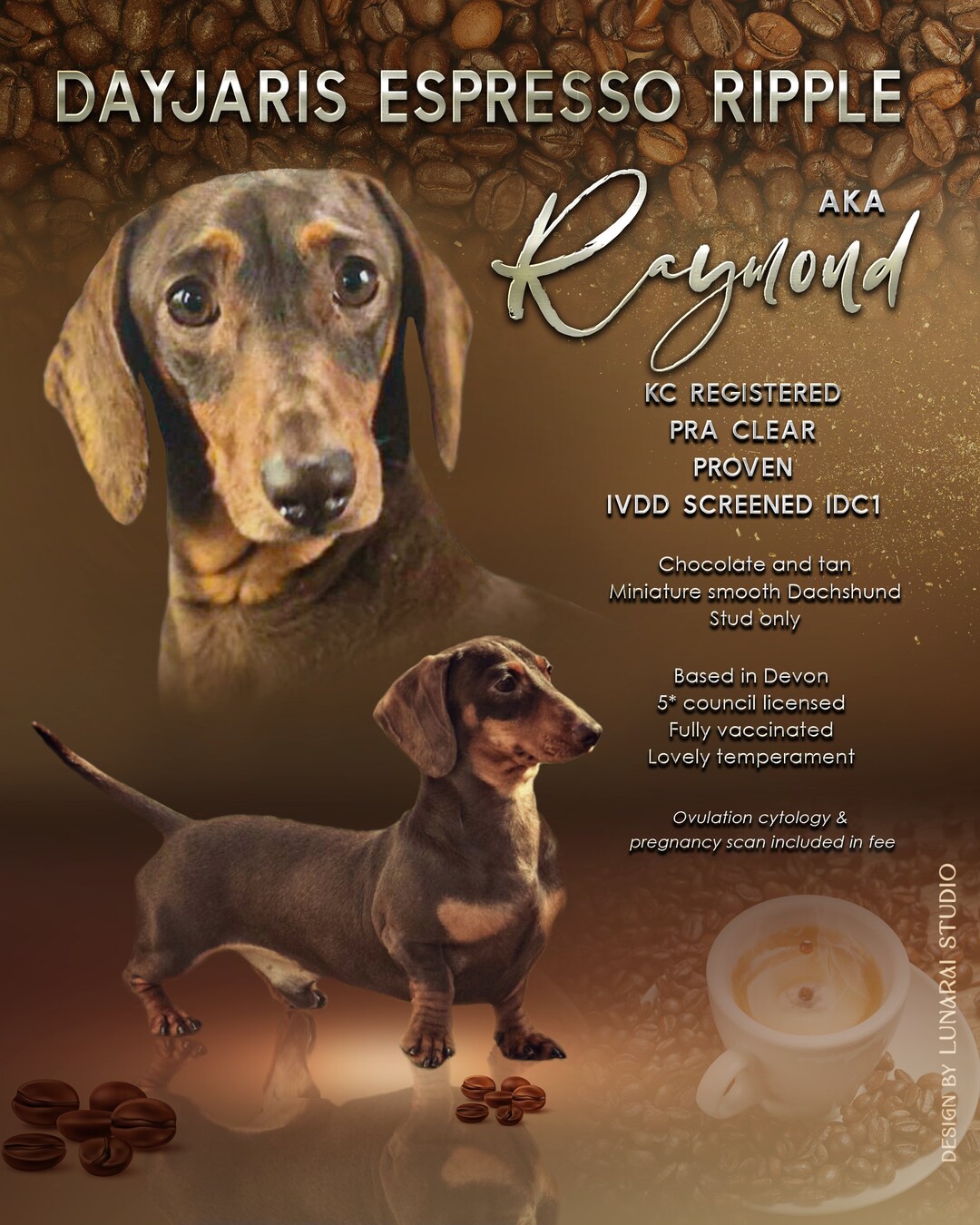 Poster DESIGNS for DOG BREEDER /studs Advertising/ Litter Announcement ...