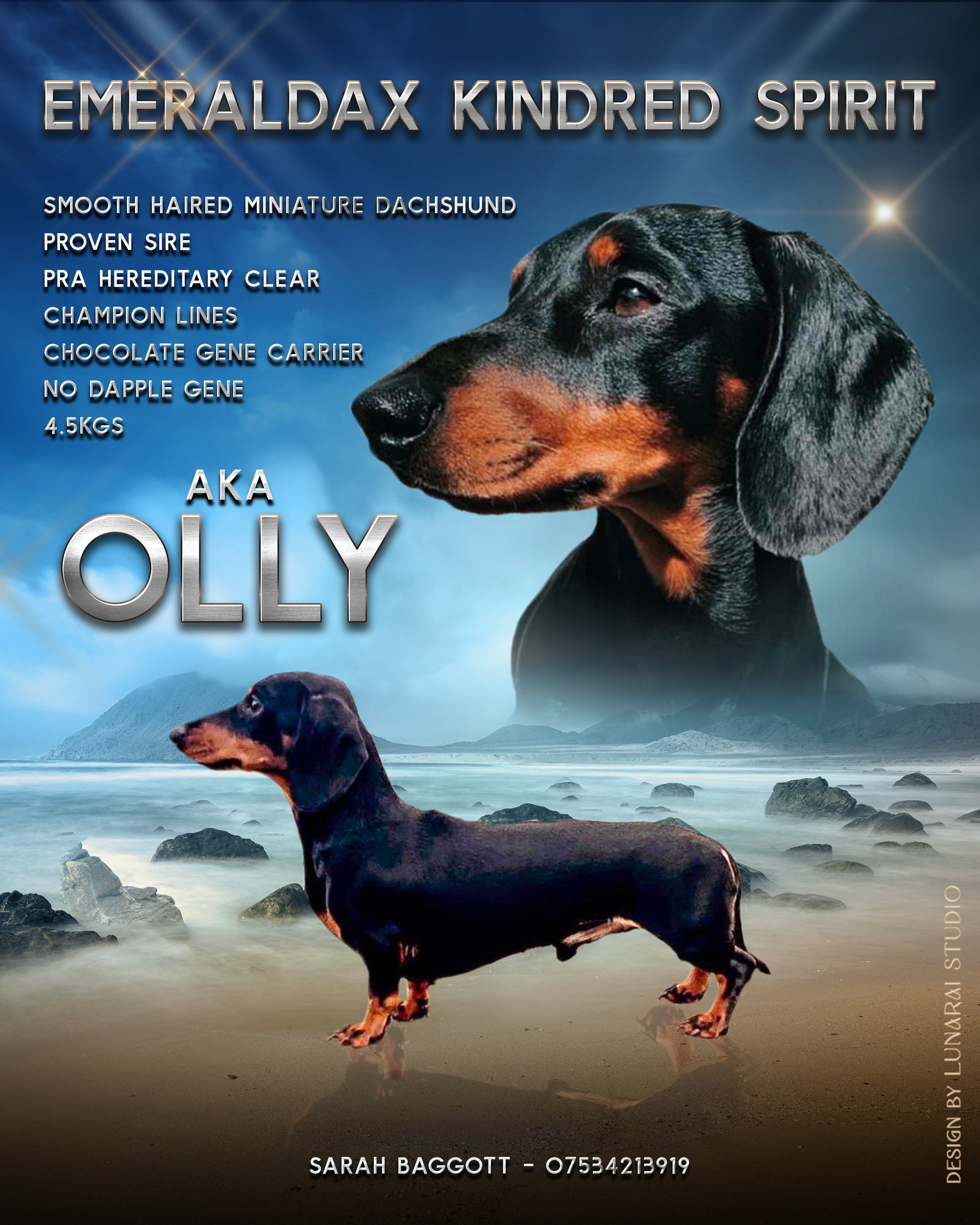 Dogs POSTERS /personalised / Studs Advertising/ Litter - Etsy