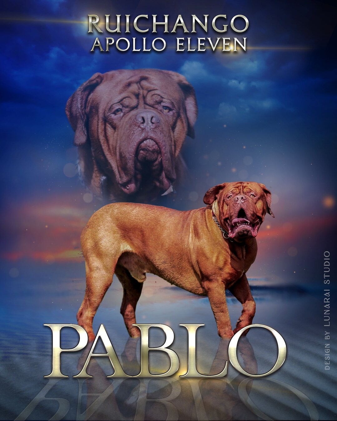 Dogs POSTERS /personalised Ads / Studs Advertising/ Litter ...