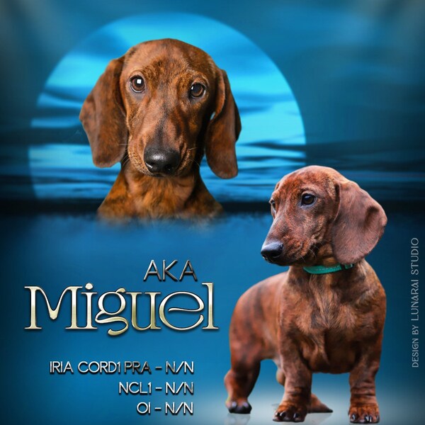 Dog Litter Poster - Etsy