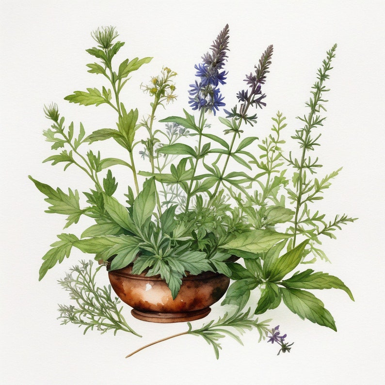 Herbalist Clipart | Digital Clipart | Materia Medica Template ...