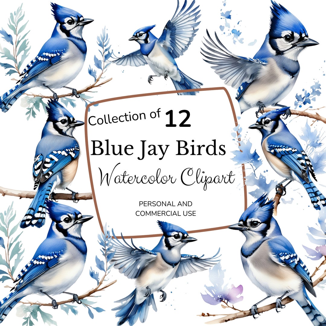 Bluejay Clipart | Bluejays Svg | Cute Bird Clipart | Instant Download ...