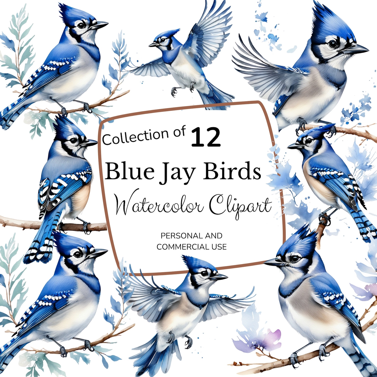 Bluejay Clipart | Bluejays Svg | Cute Bird Clipart | Instant Download ...