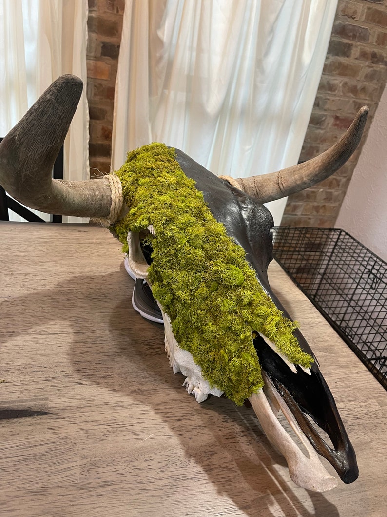 Moss Covered Cow Skull - Etsy