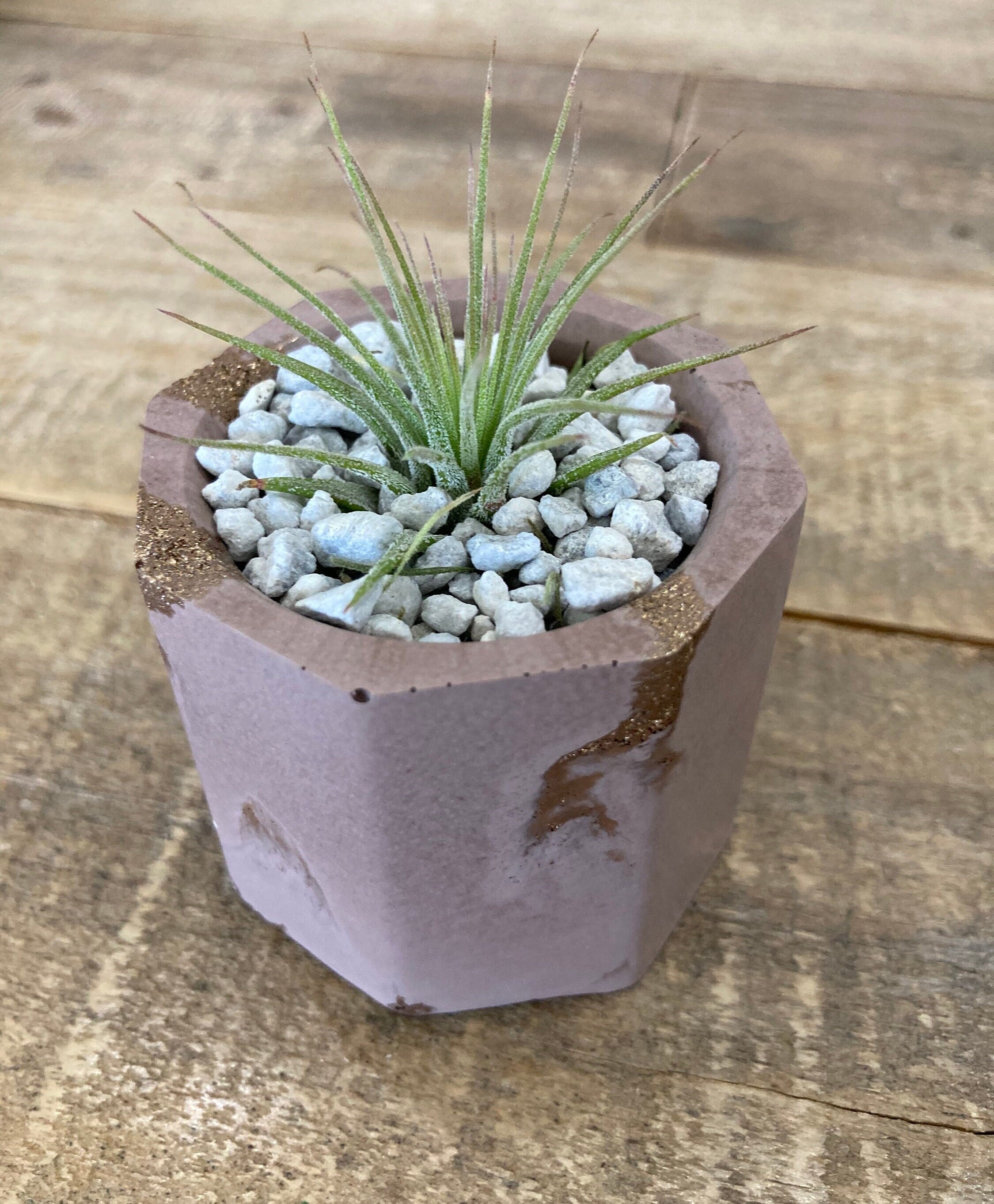 Geometric Planter, Octagon Planter, Concrete Home Decor, Air Plant ...