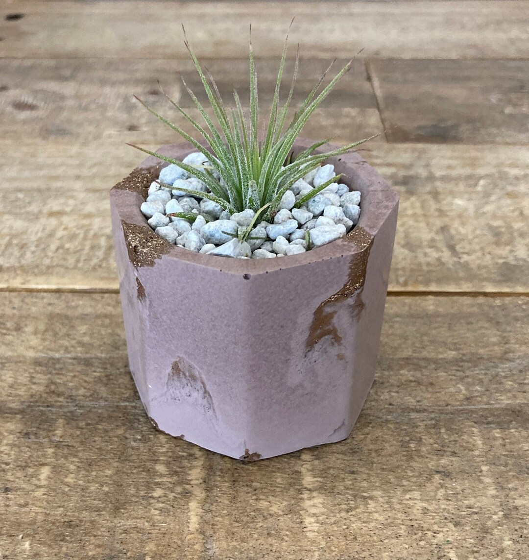 Geometric Planter, Octagon Planter, Concrete Home Decor, Air Plant ...