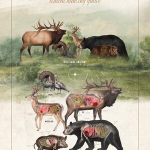 Ethical Hunting Guide Art Print: North American Animal Anatomy (18x24 ...