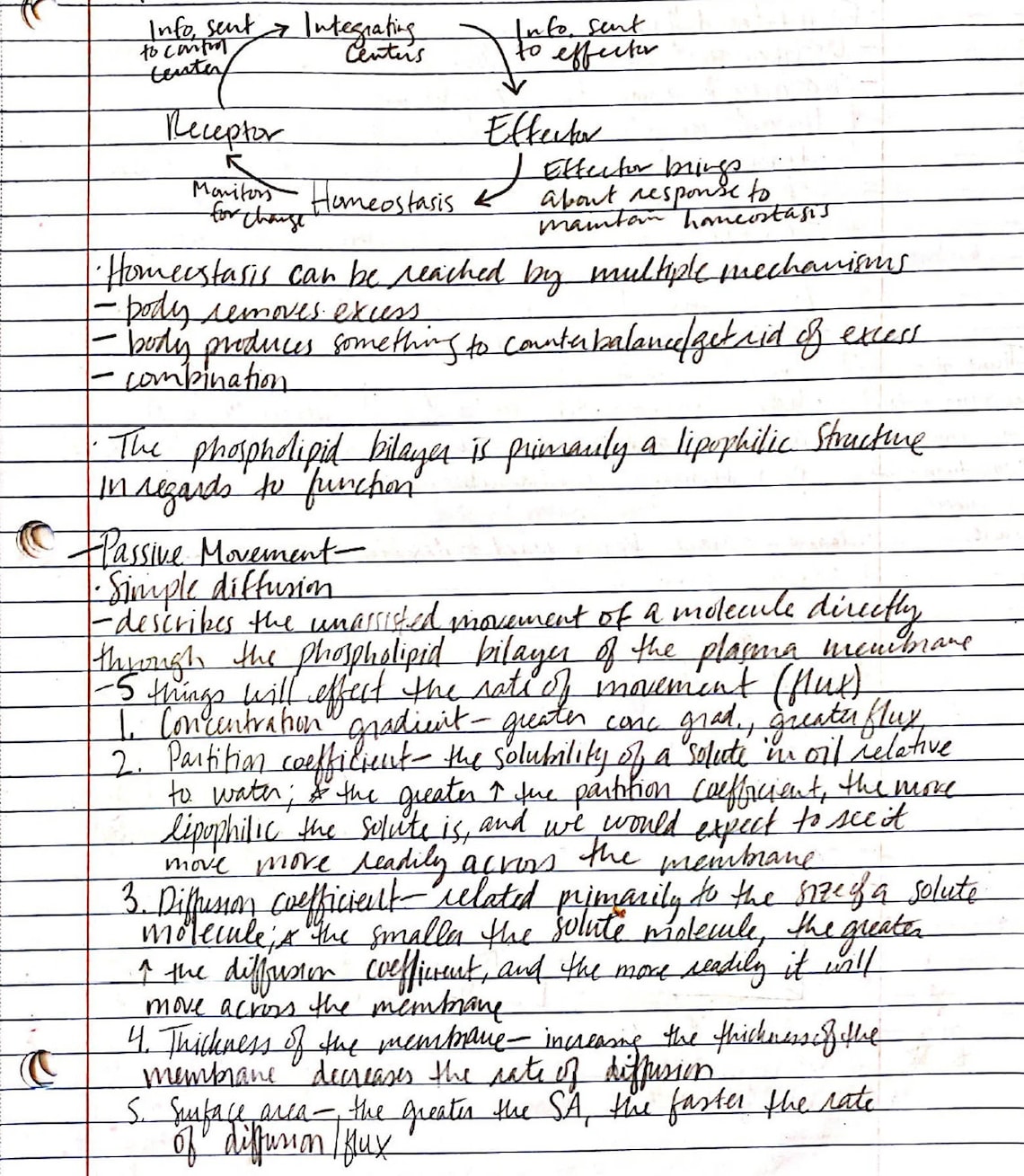 Human Physiology Notes for unit 1homeostasis, Fluid Concentrations ...