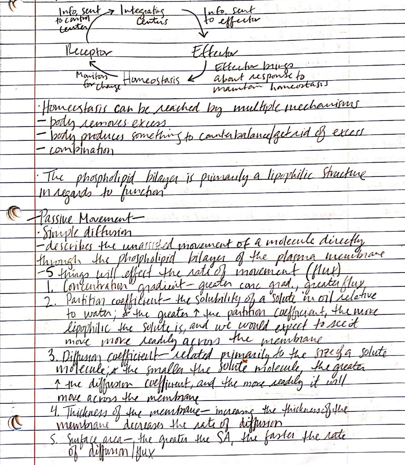 Human Physiology Notes for unit 1homeostasis, Fluid Concentrations ...